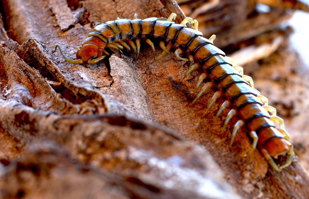 Banded desert centipede Scolopendra polymorpha – Mexico Field Course 2019
